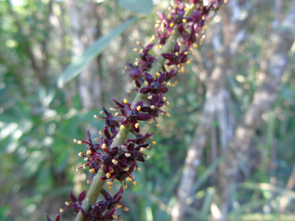 Jaborandí – Pilocarpus microphillus