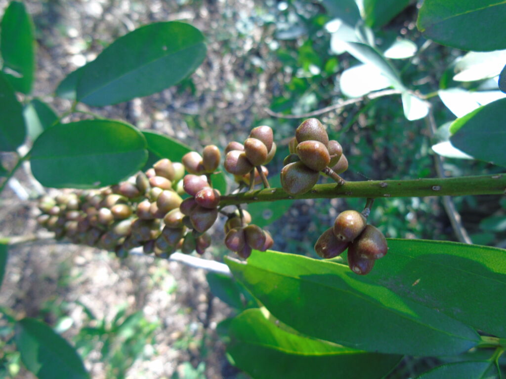 Jaborandí – Pilocarpus microphillus